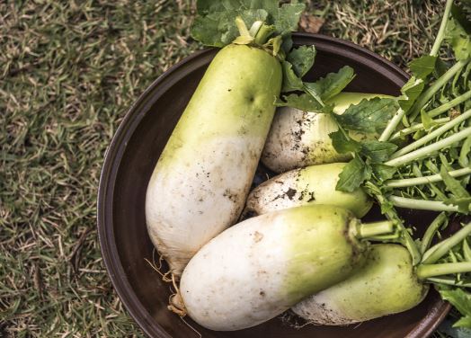 Dreaming of Radish: 37 main meanings explained – Dream Judgment